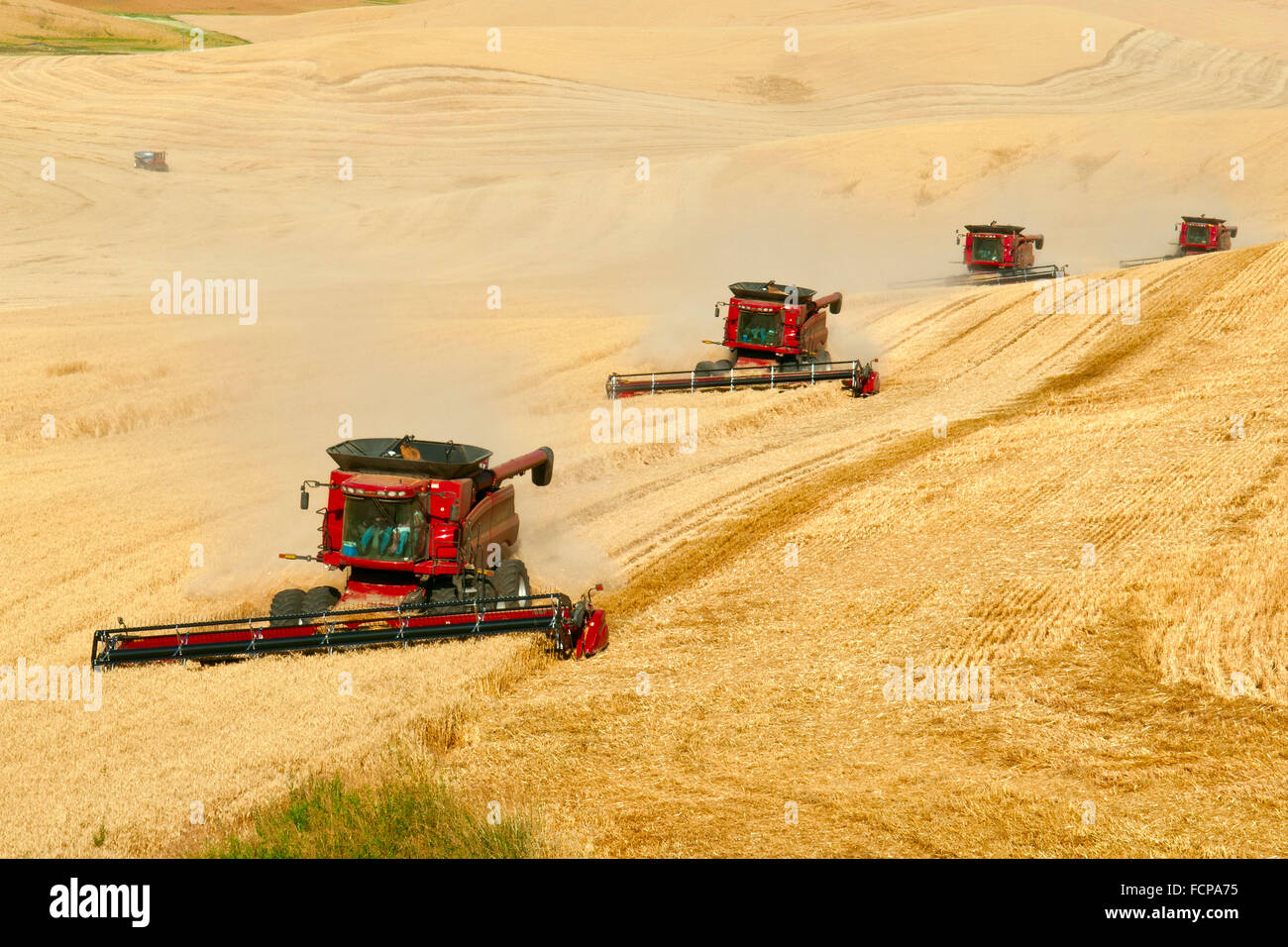 Multiple Case combines harvesting wheat on the hills of the Palouse ...