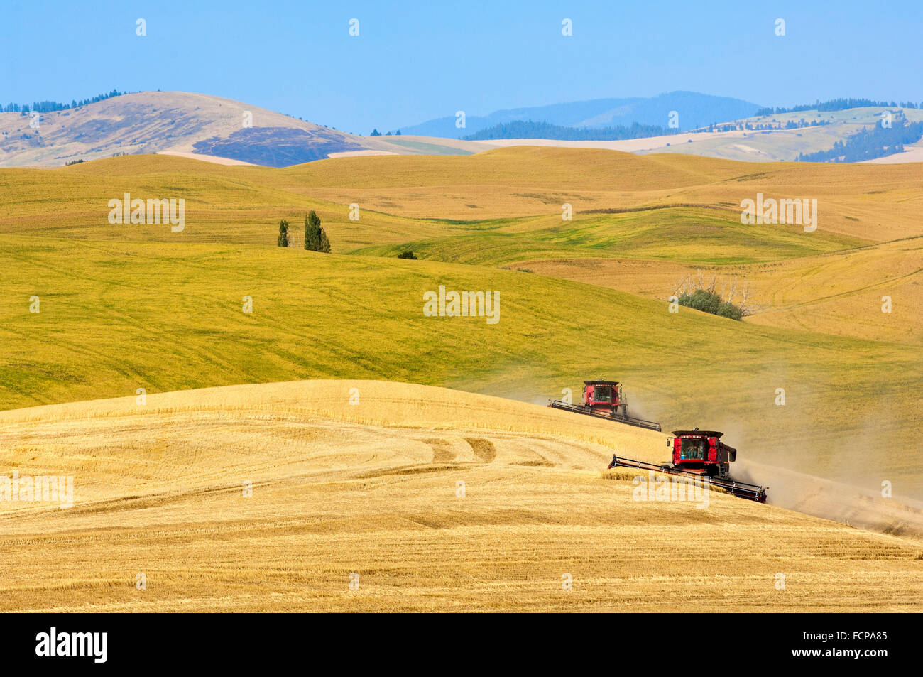 Multiple Case combines harvesting wheat on the hills of the Palouse ...