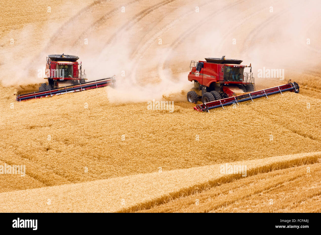 Multiple Case combines harvesting wheat on the hills of the Palouse ...