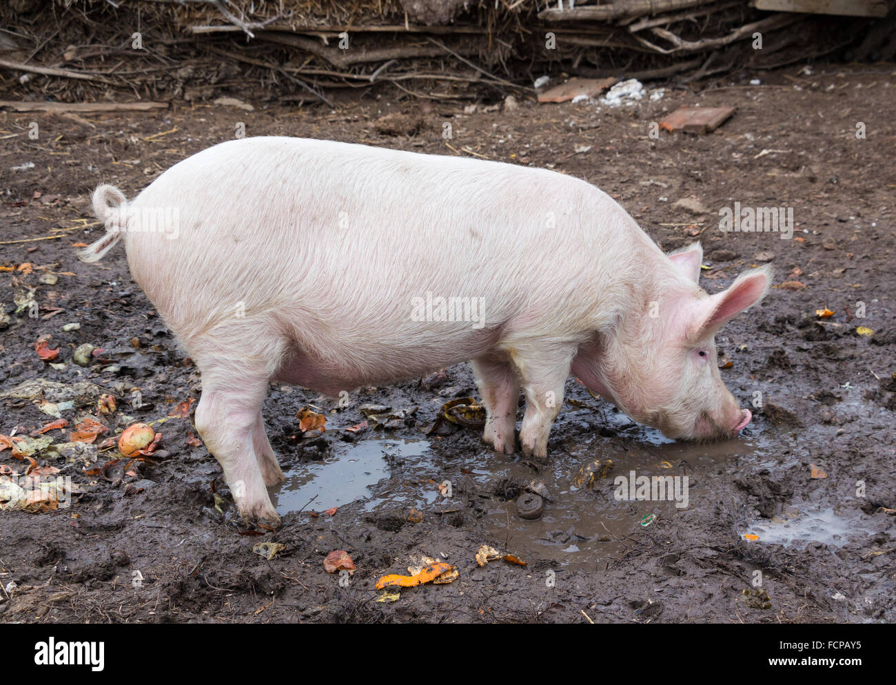 Big pig hi-res stock photography and images - Alamy