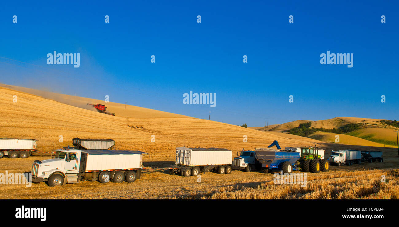 A tractor pulled grain cart offloads wheat to a grain truck during ...
