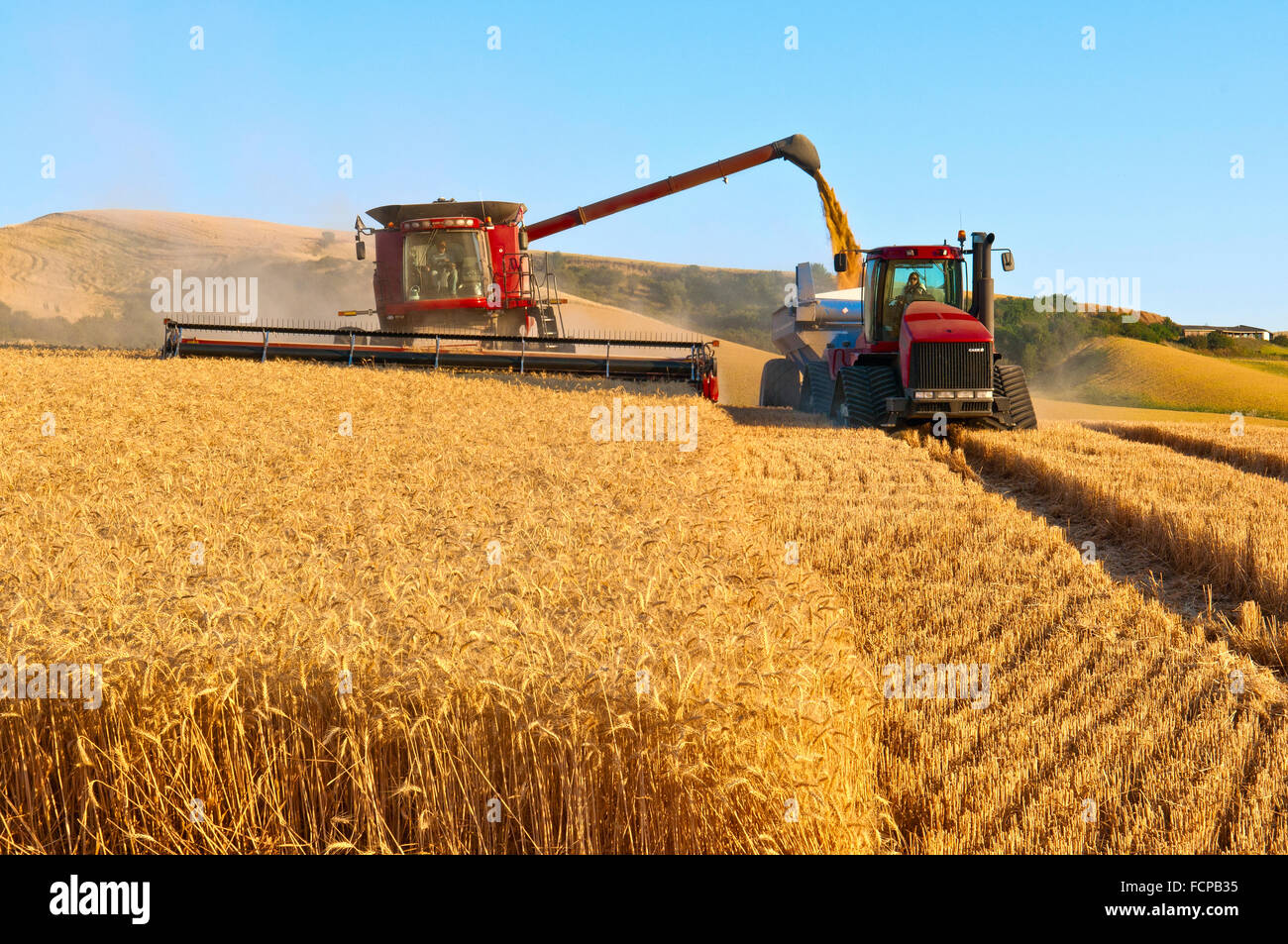 Case combine offloads grain to grain cart while harvesting grain in the ...