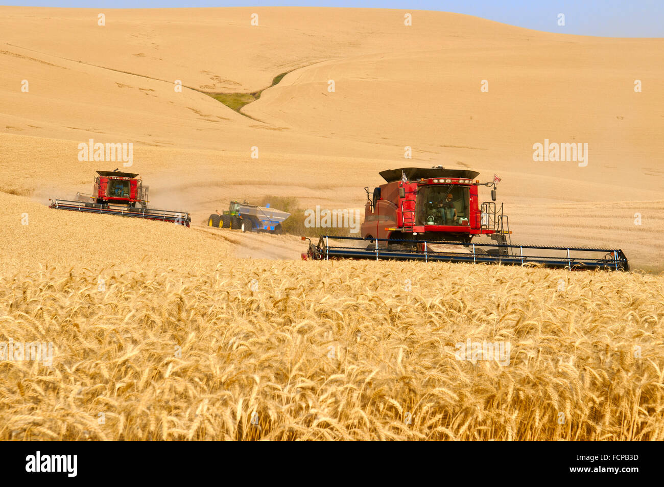 Multiple Case combines harvesting wheat on the hills of the Palouse ...