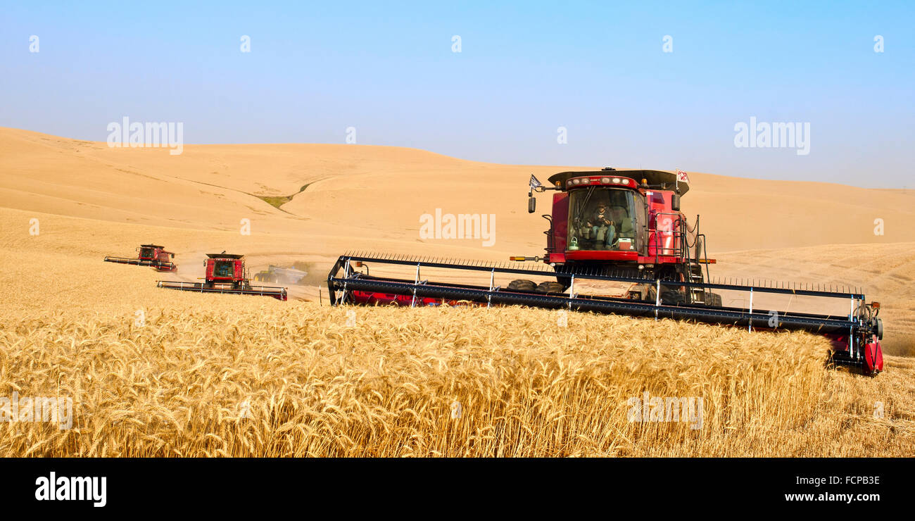 Multiple Case combines harvesting wheat on the hills of the Palouse ...