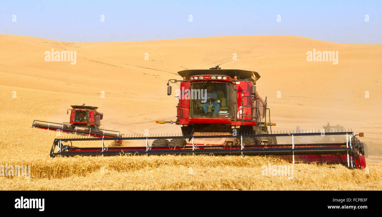 Multiple Case combines harvesting wheat on the hills of the Palouse ...