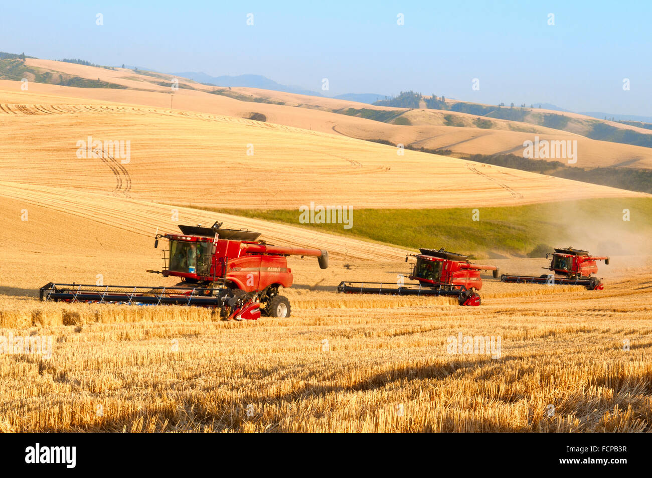 Multiple Case combines harvesting wheat on the hills of the Palouse ...