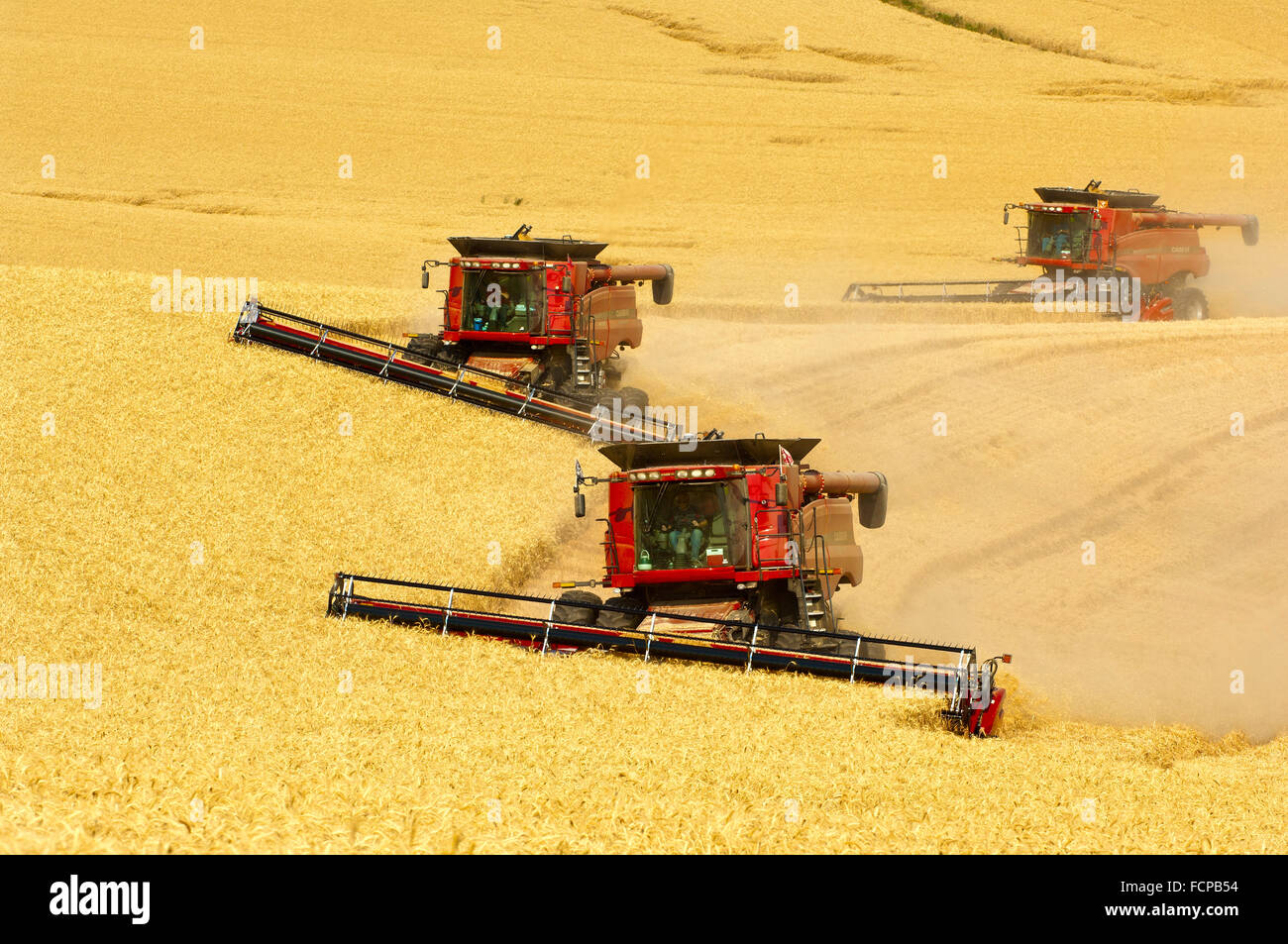 Multiple Case combines harvesting wheat on the hills of the Palouse ...