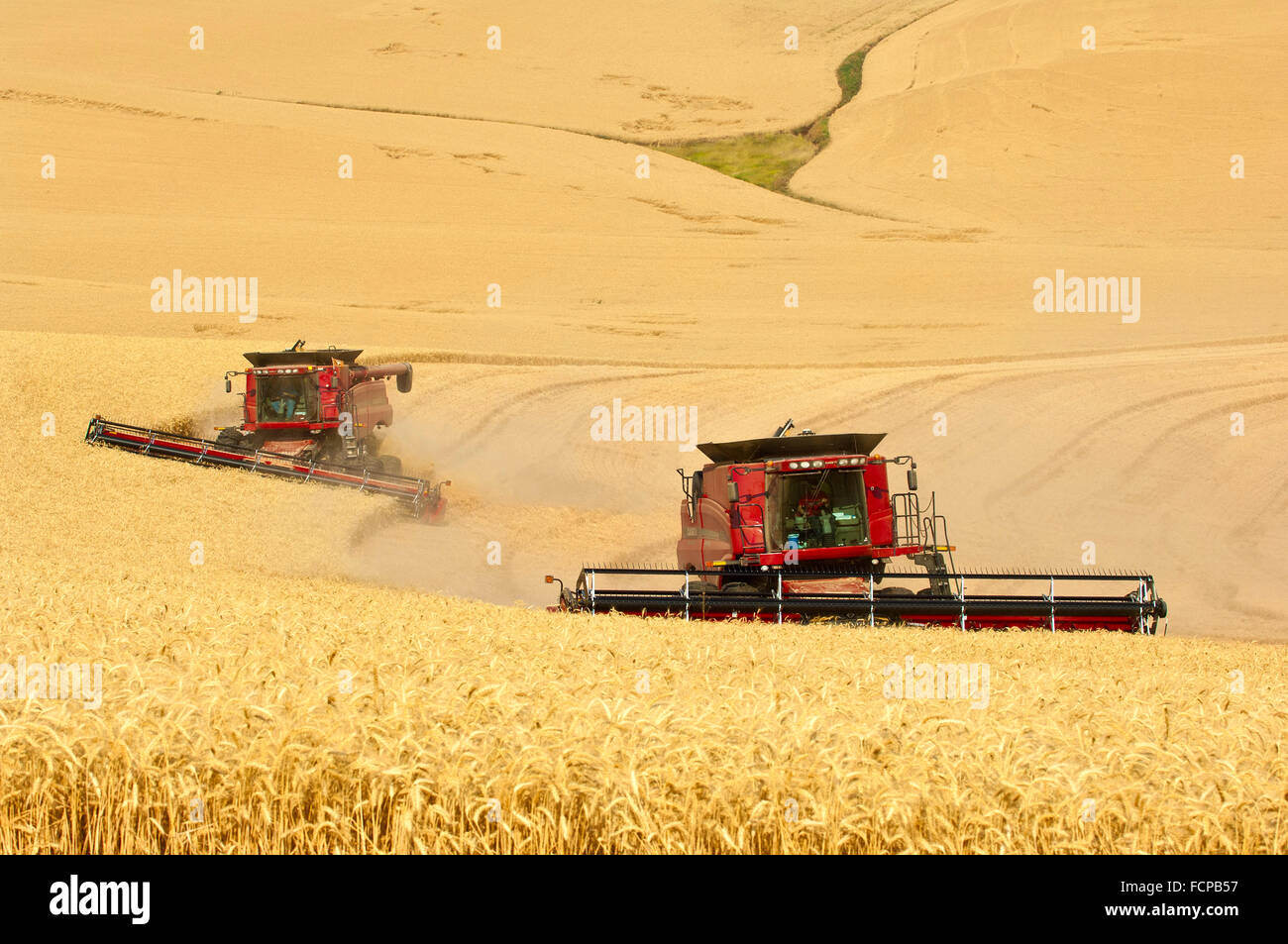 Multiple Case combines harvesting wheat on the hills of the Palouse ...