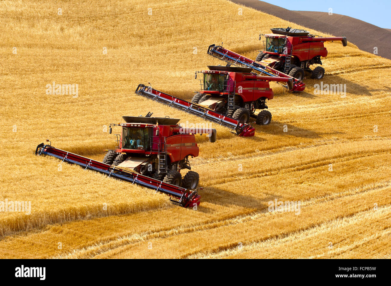 Multiple Case combines harvesting wheat on the hills of the Palouse ...