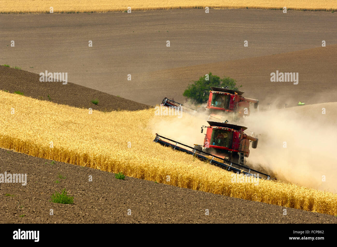 Multiple Case combines harvesting wheat on the hills of the Palouse ...