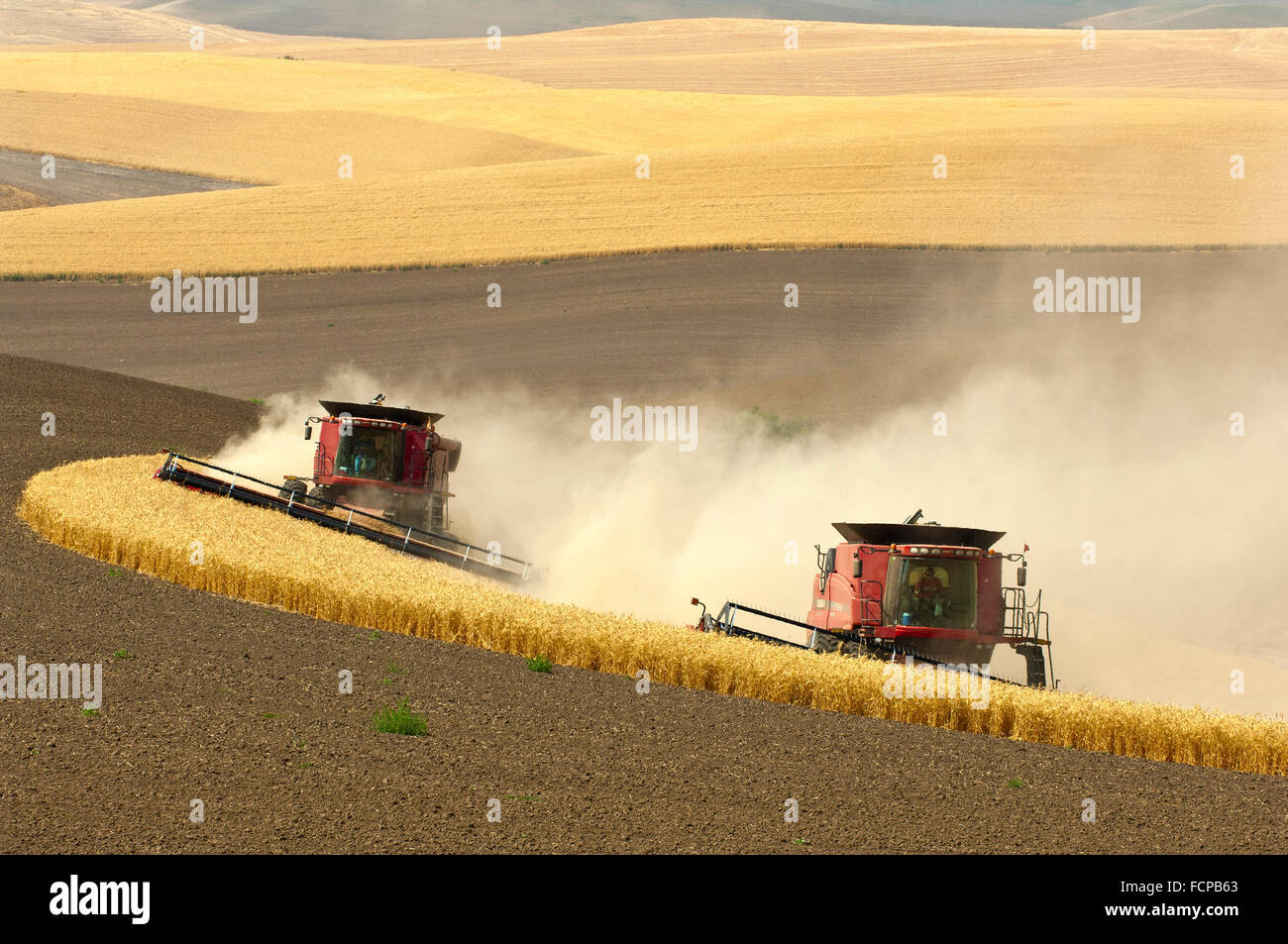 Multiple Case combines harvesting wheat on the hills of the Palouse ...
