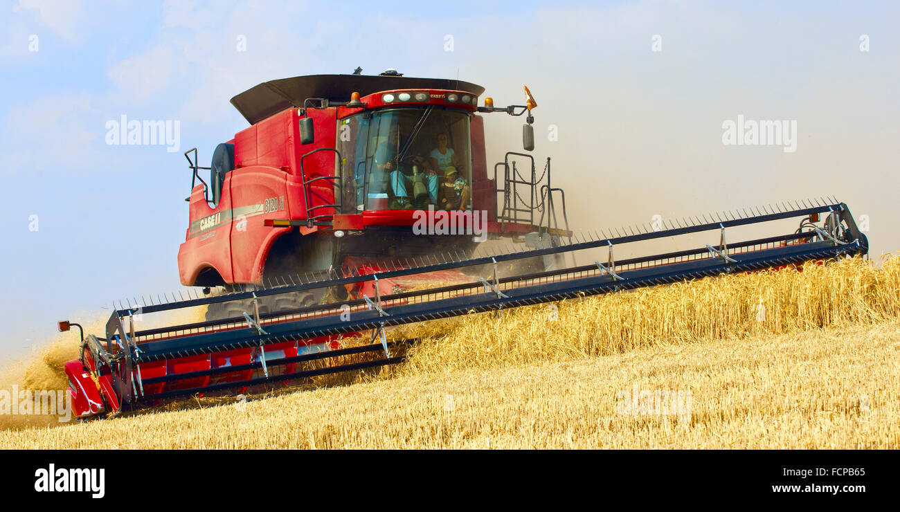 Case combine harvests grain on the hills of the Palouse region of ...