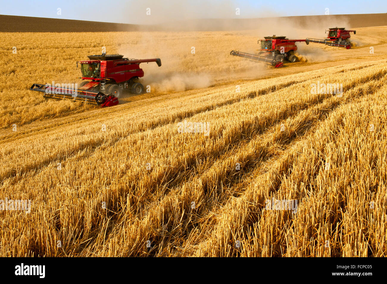 Multiple Case combines harvesting wheat on the hills of the Palouse ...