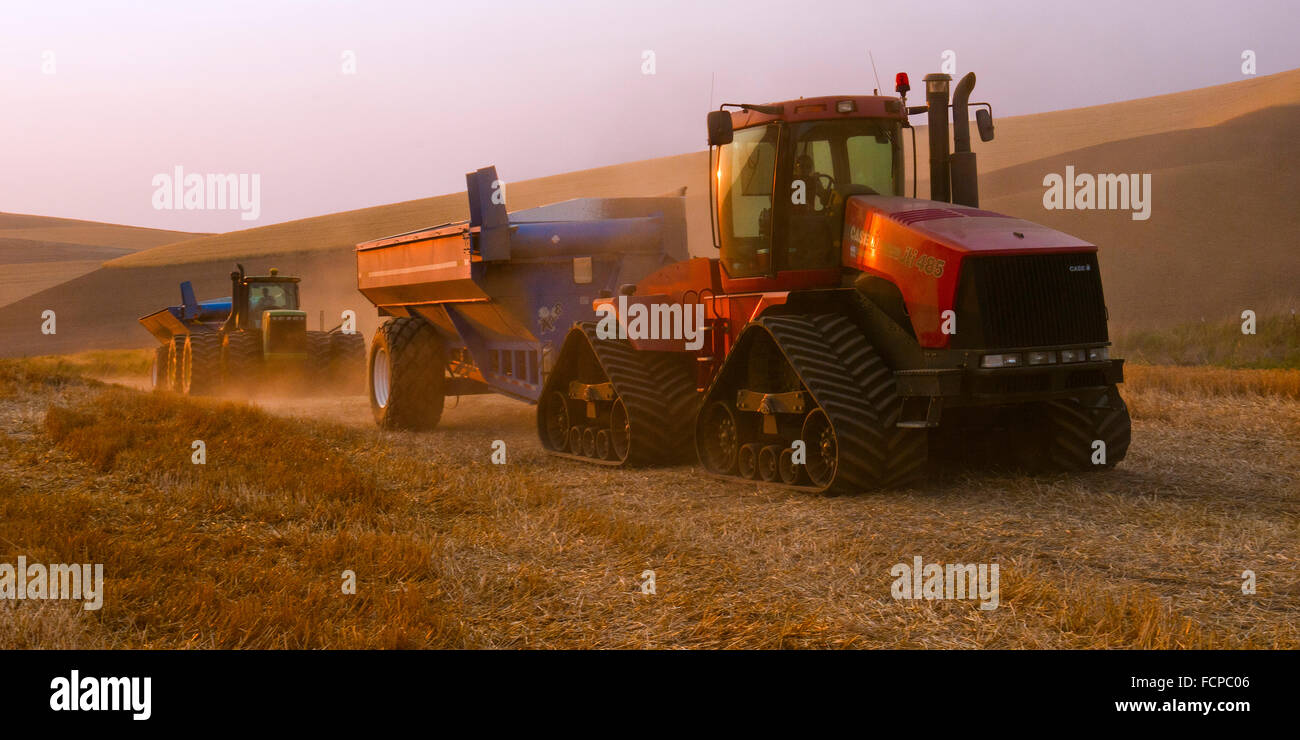 Tractors pulling grain carts move through a wheat field during harvest ...