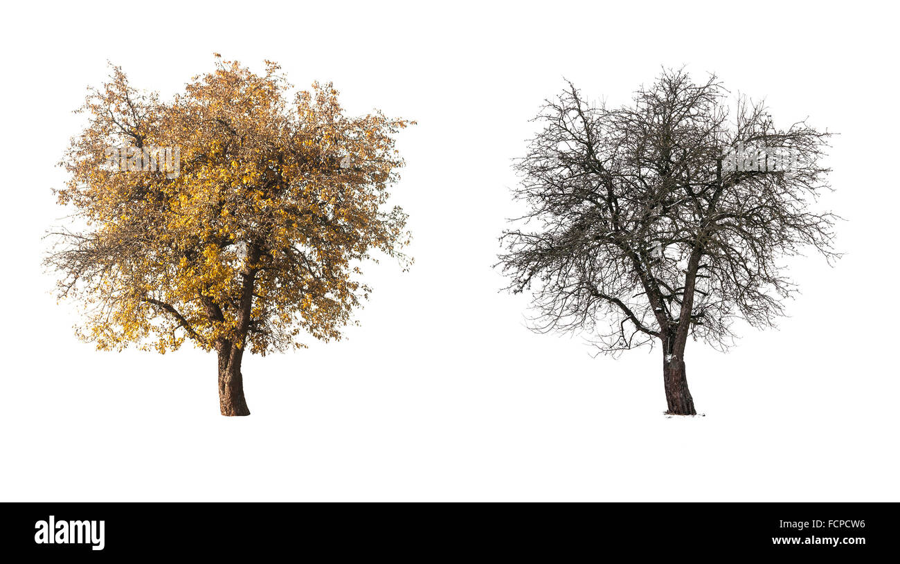 two pear tree isolated on white Stock Photo - Alamy