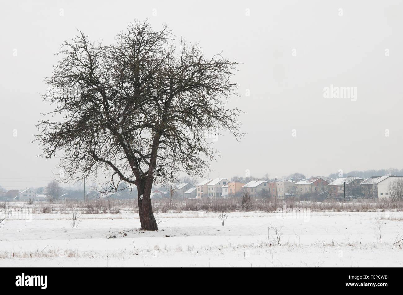 winter tree pear is background sky Stock Photo - Alamy