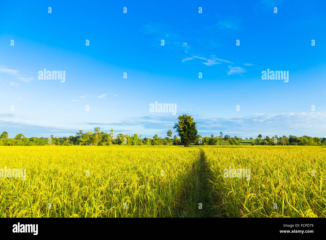 One tree in the middle of the cornfield greenery Stock Photo - Alamy