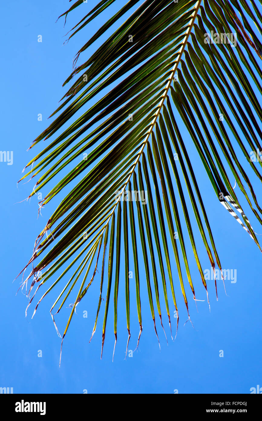 bark in kho tao bay asia isle white tree thailand and sky Stock Photo ...