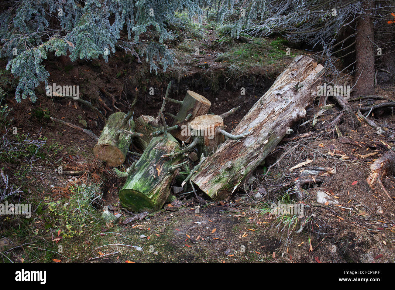 Mountain forest, hole in the ground with tree cut to logs Stock Photo ...