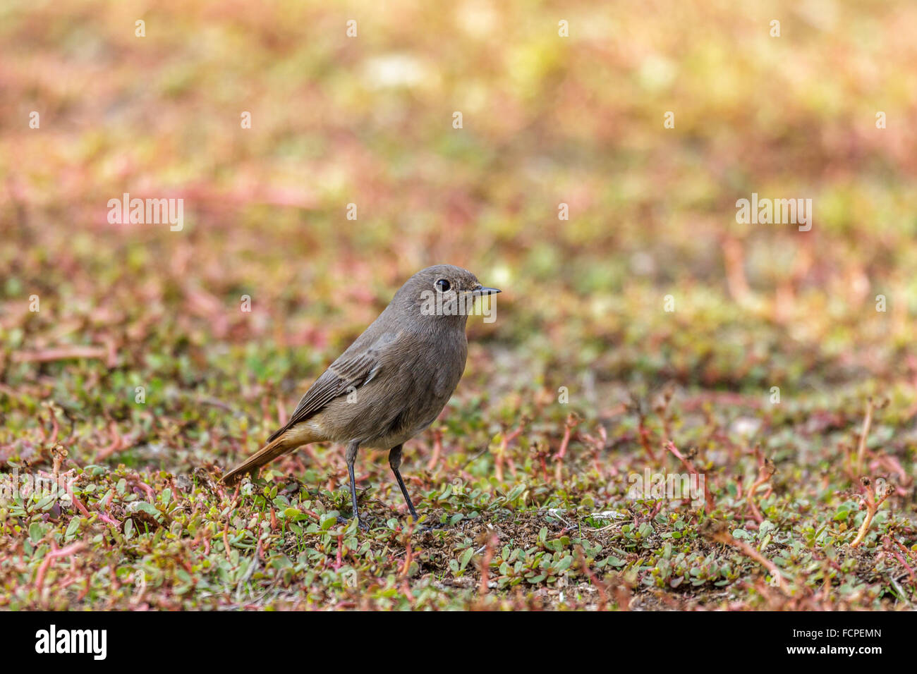 Common redstart (Phoenicurus phoenicurus Stock Photo - Alamy