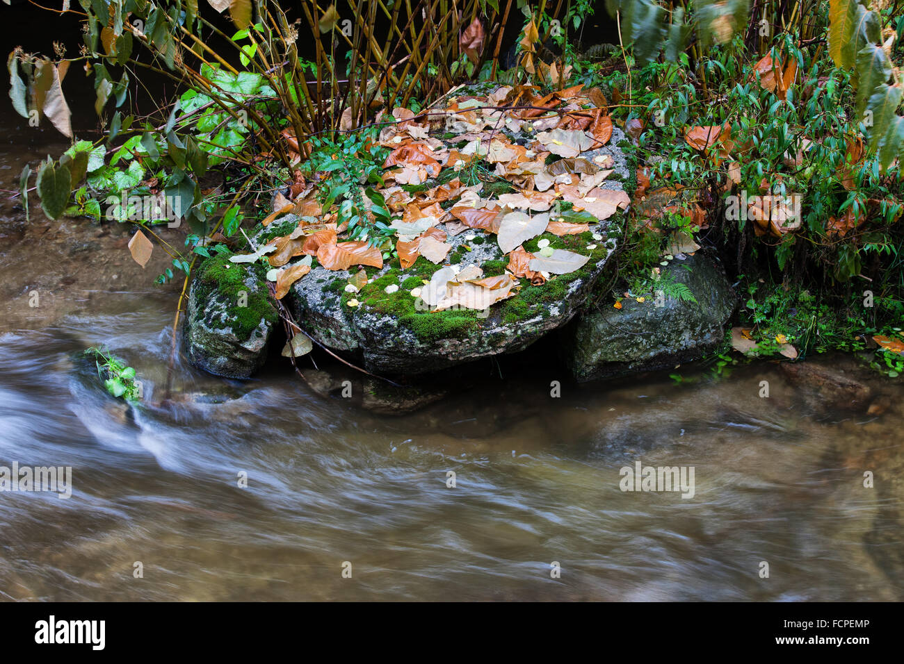Autumn leaves and rock hi-res stock photography and images - Alamy