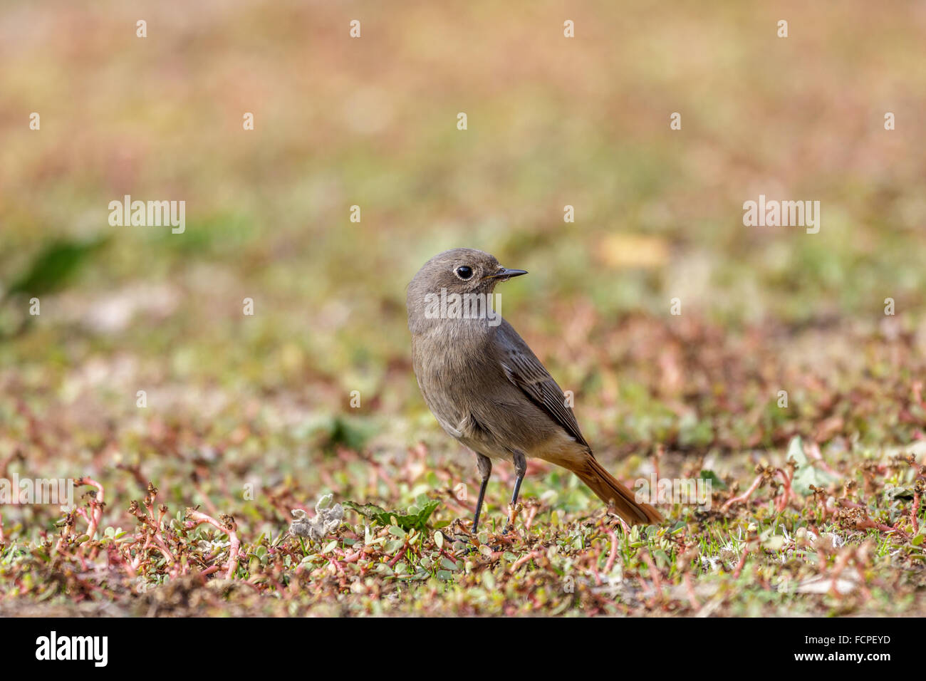 Black redstart hi-res stock photography and images - Alamy