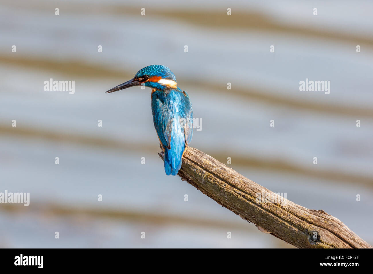 Alcedo attis hi-res stock photography and images - Alamy