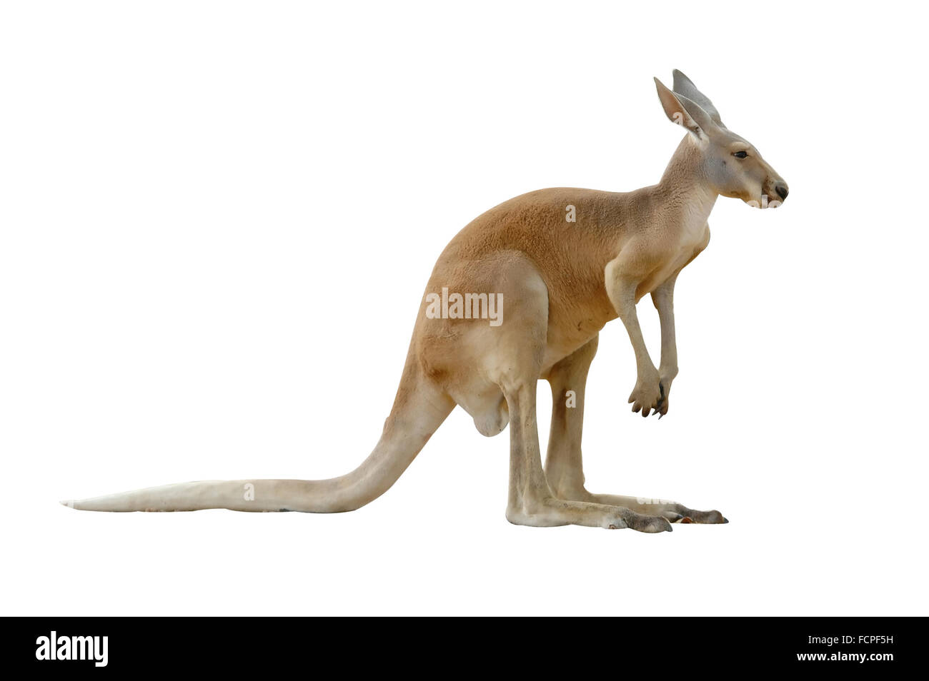 Kangaroo Cut Out Stock Images & Pictures - Alamy