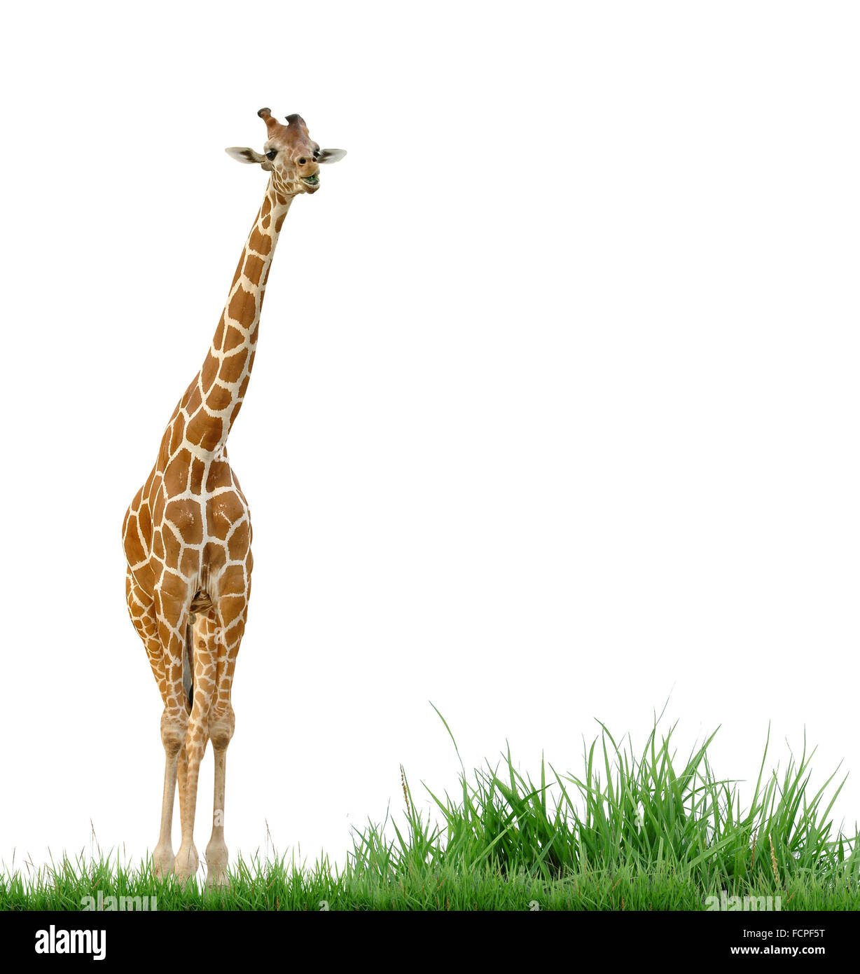 Giraffe eat leaves hi-res stock photography and images - Alamy