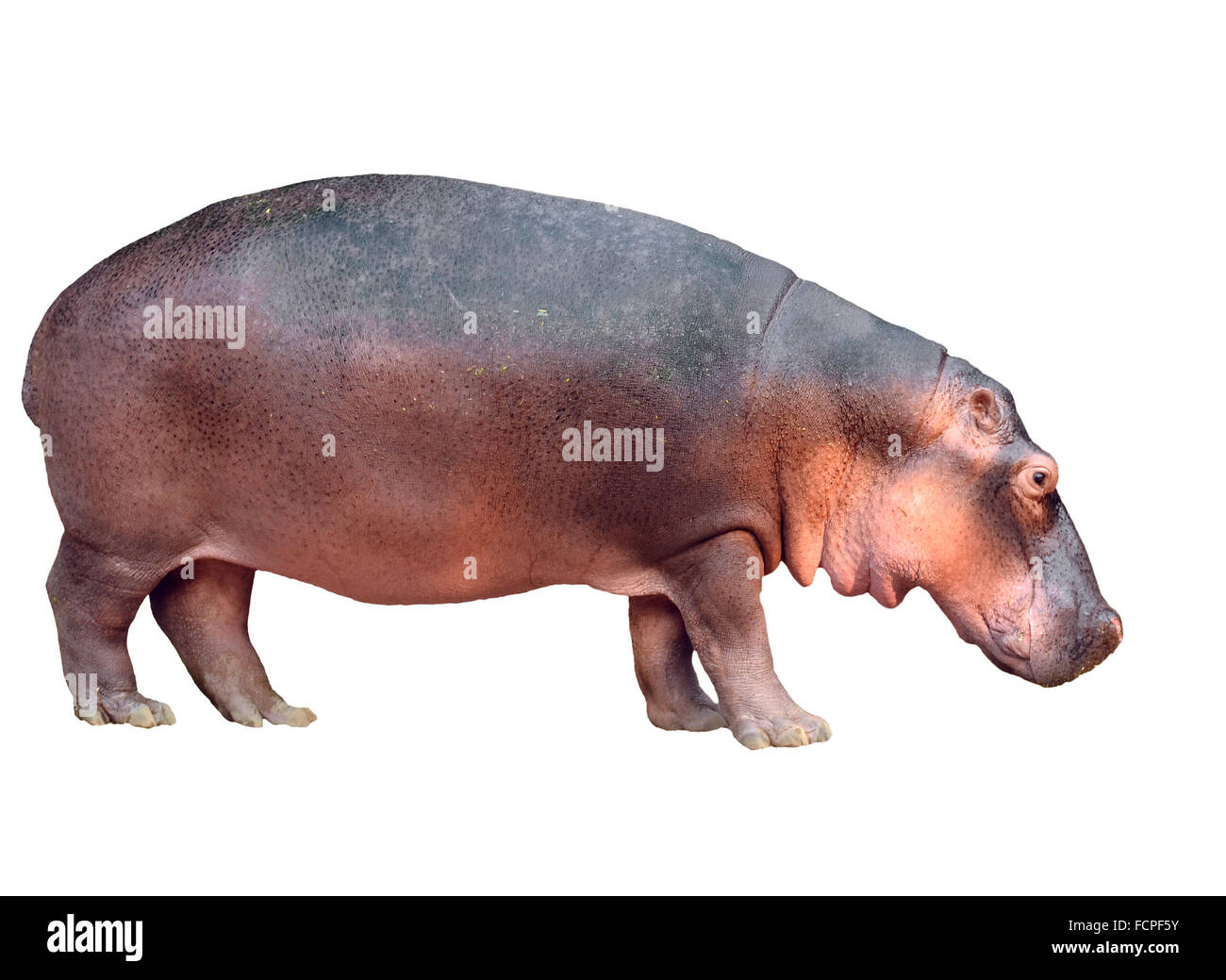 hippopotamus isolated on white background Stock Photo - Alamy