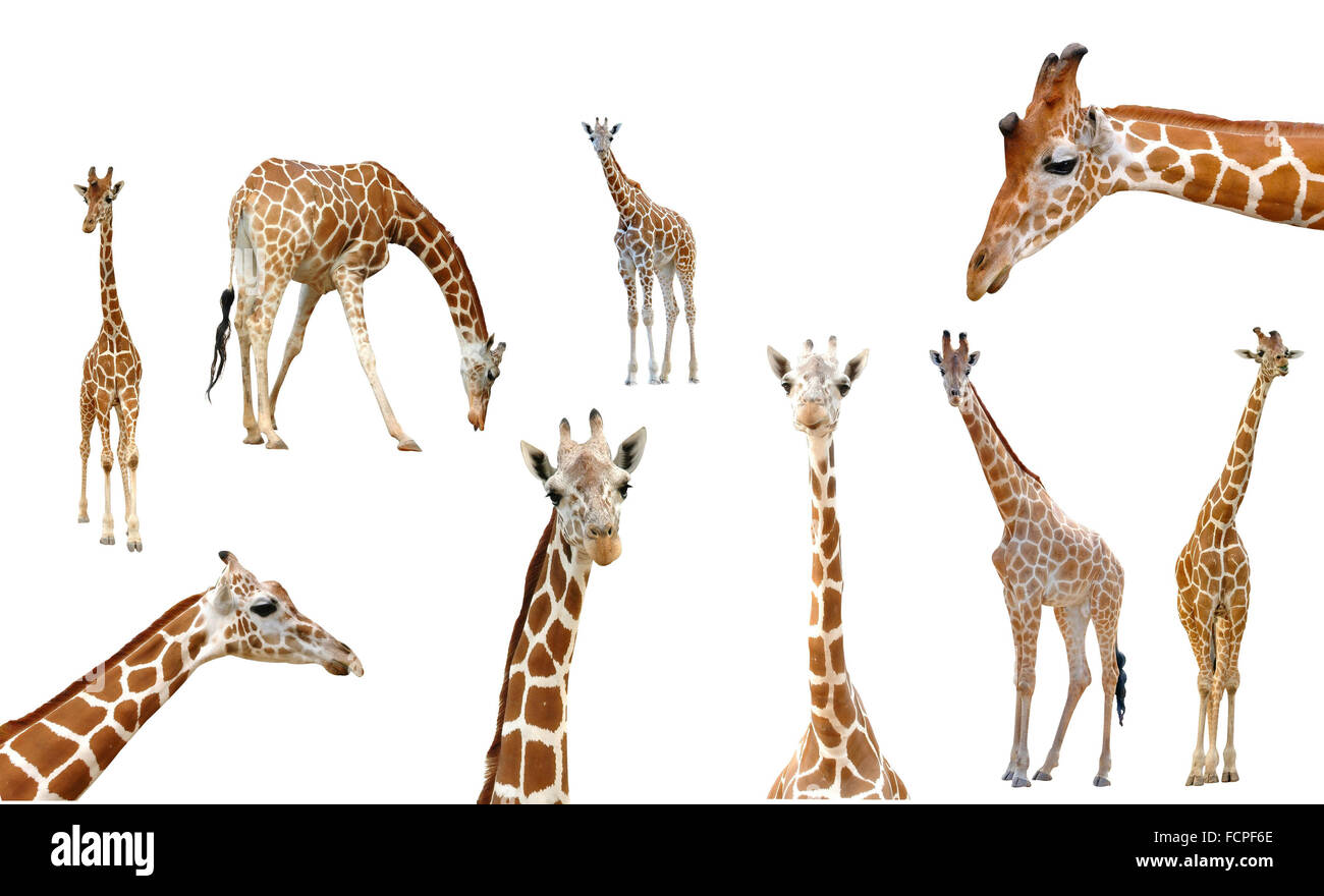 giraffe isolated on white background Stock Photo - Alamy