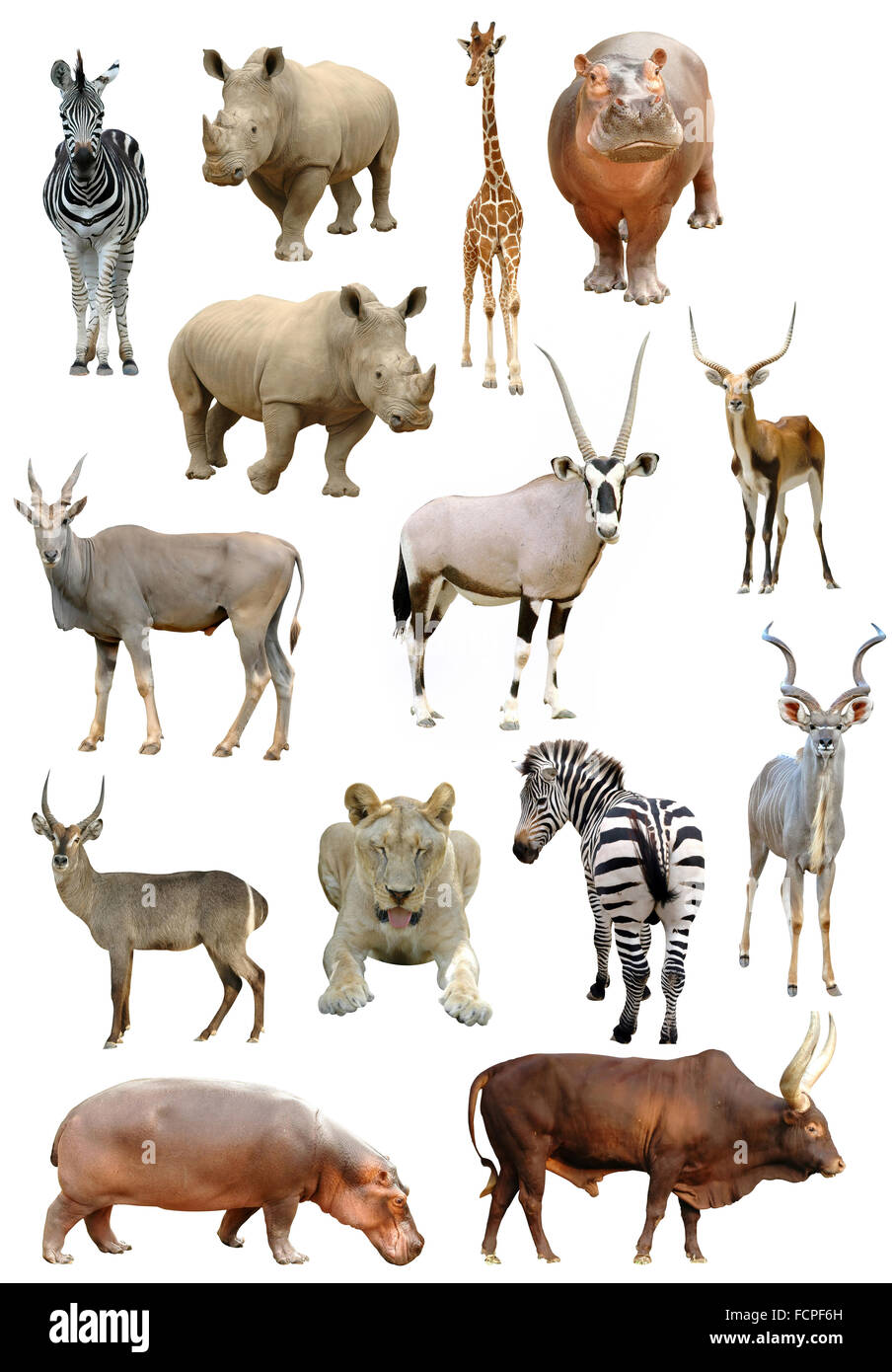 african animals collection isolated on white background Stock Photo - Alamy