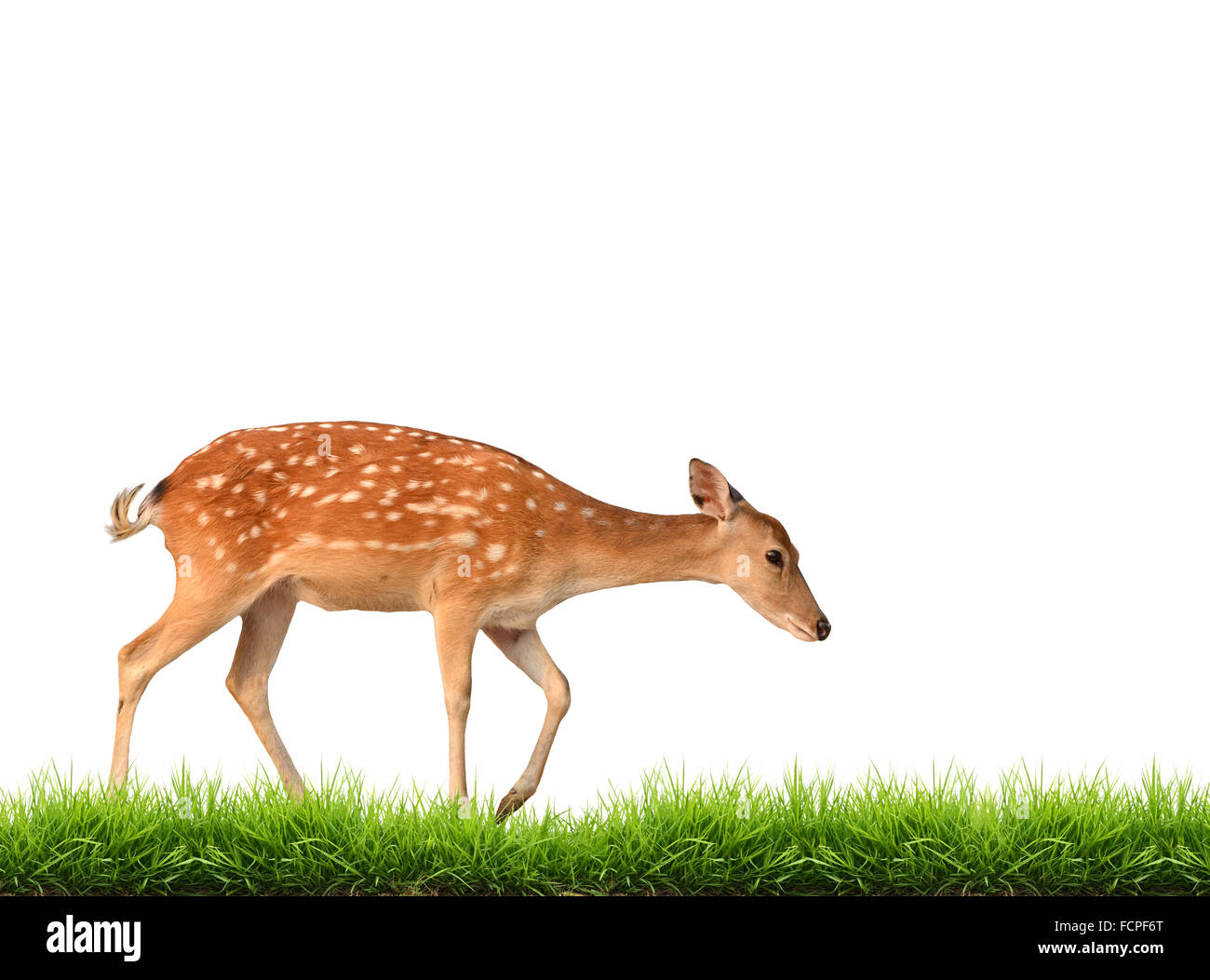 sika deer with green grass isolated on white background Stock Photo - Alamy