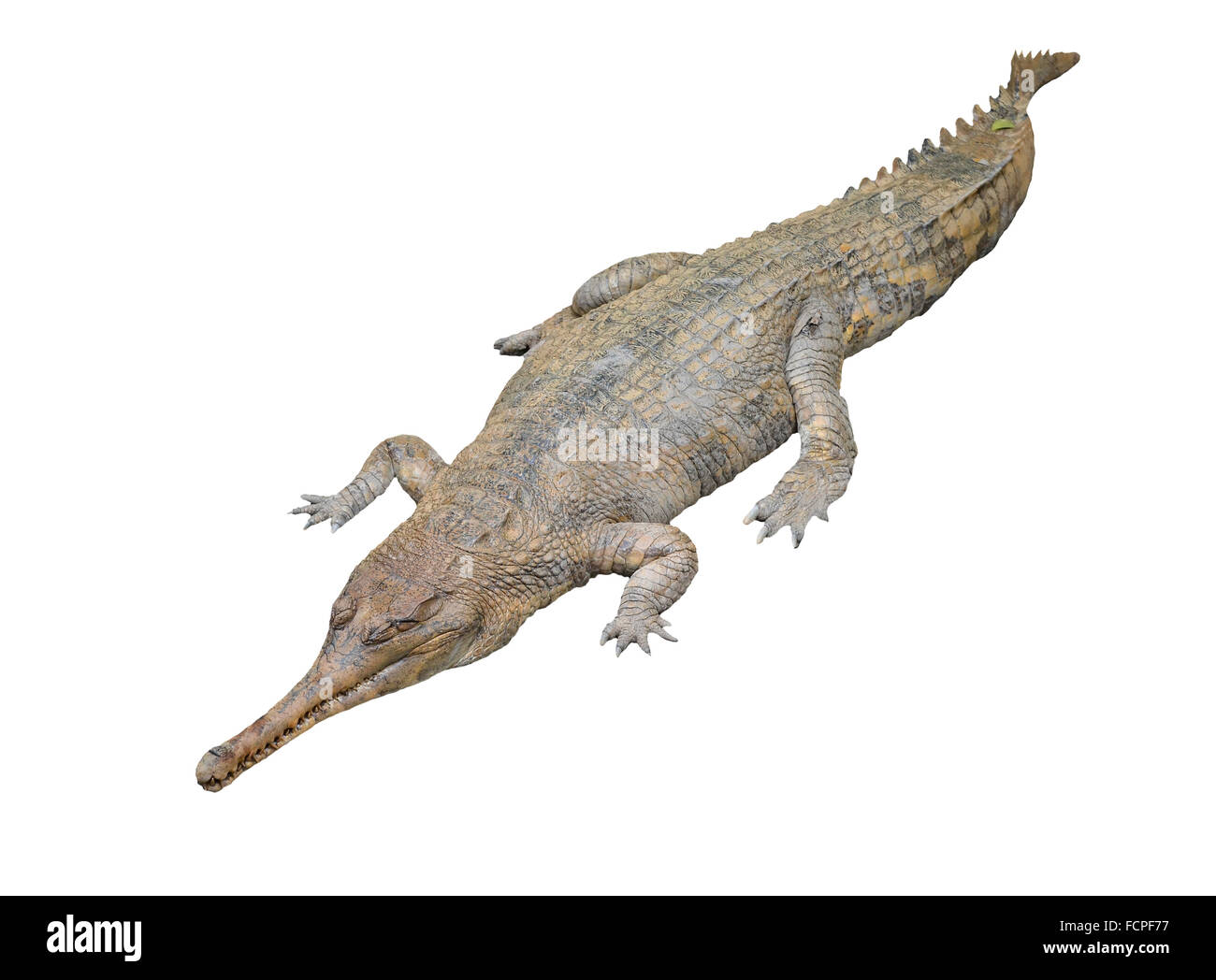 Gavial hi-res stock photography and images - Alamy