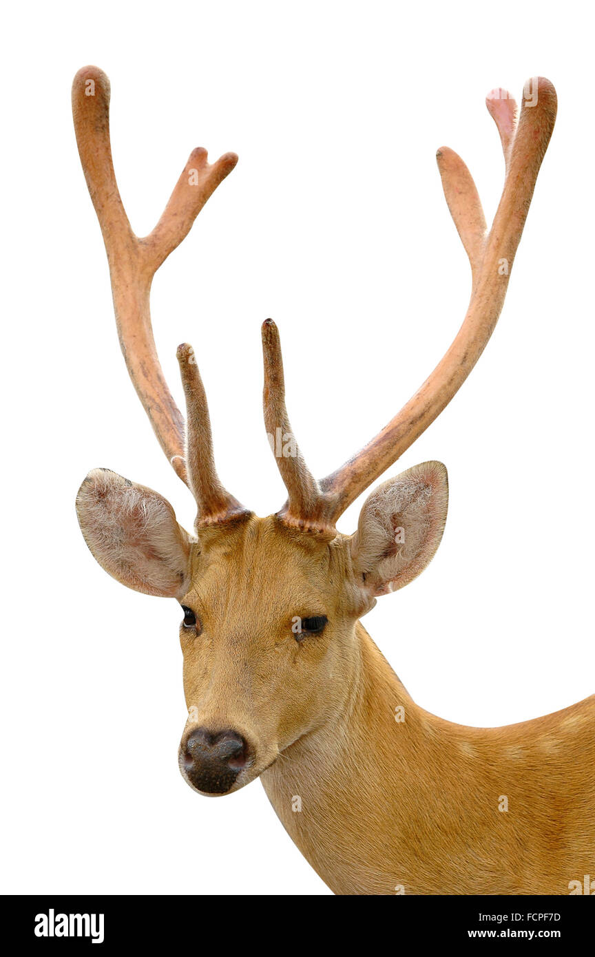 Barasingha hi-res stock photography and images - Alamy