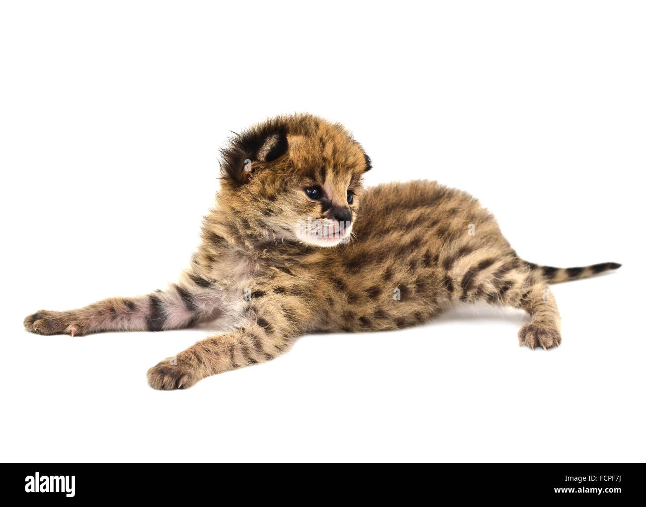 baby serval isolated on white background Stock Photo - Alamy