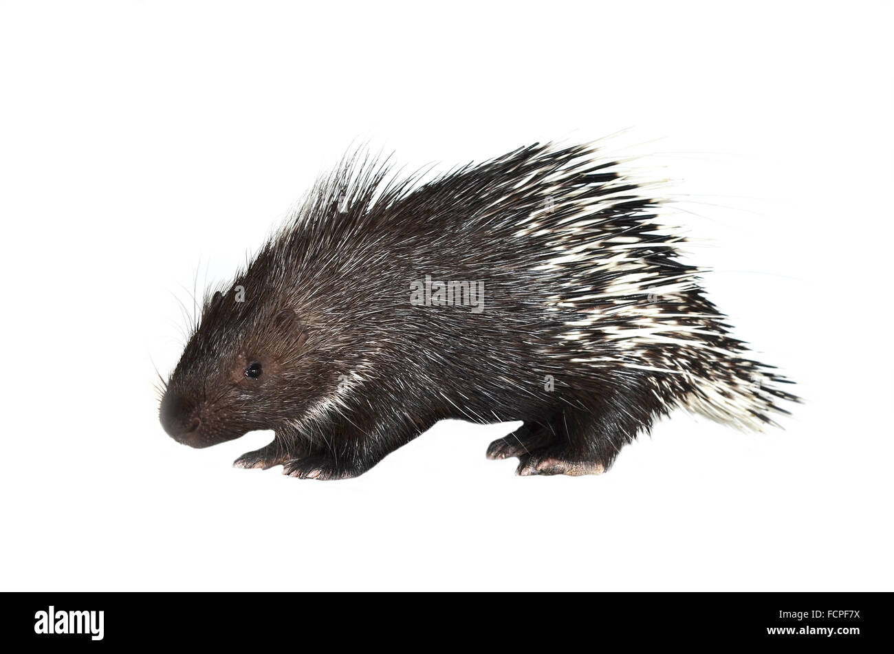 porcupine isolated on white background Stock Photo - Alamy