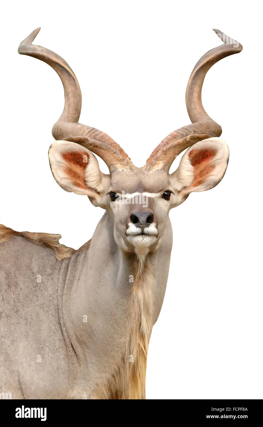 Kudu Horns