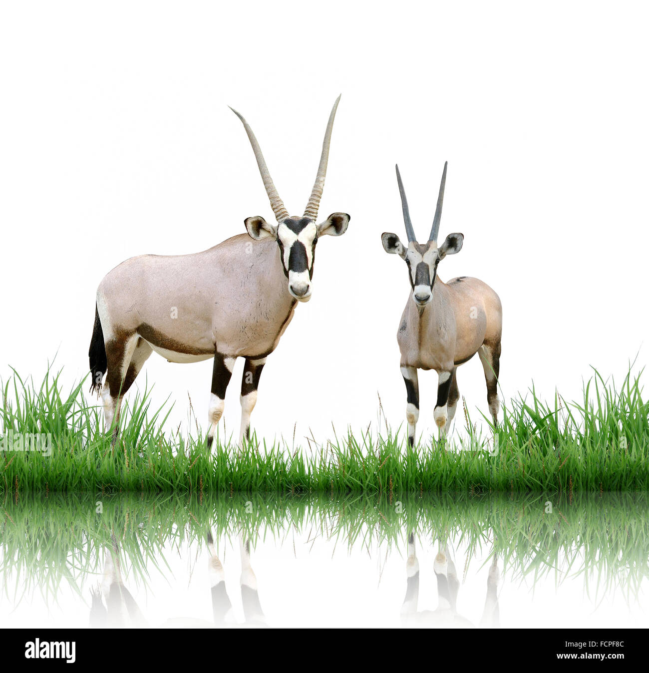 oryx with green grass isolated Stock Photo - Alamy
