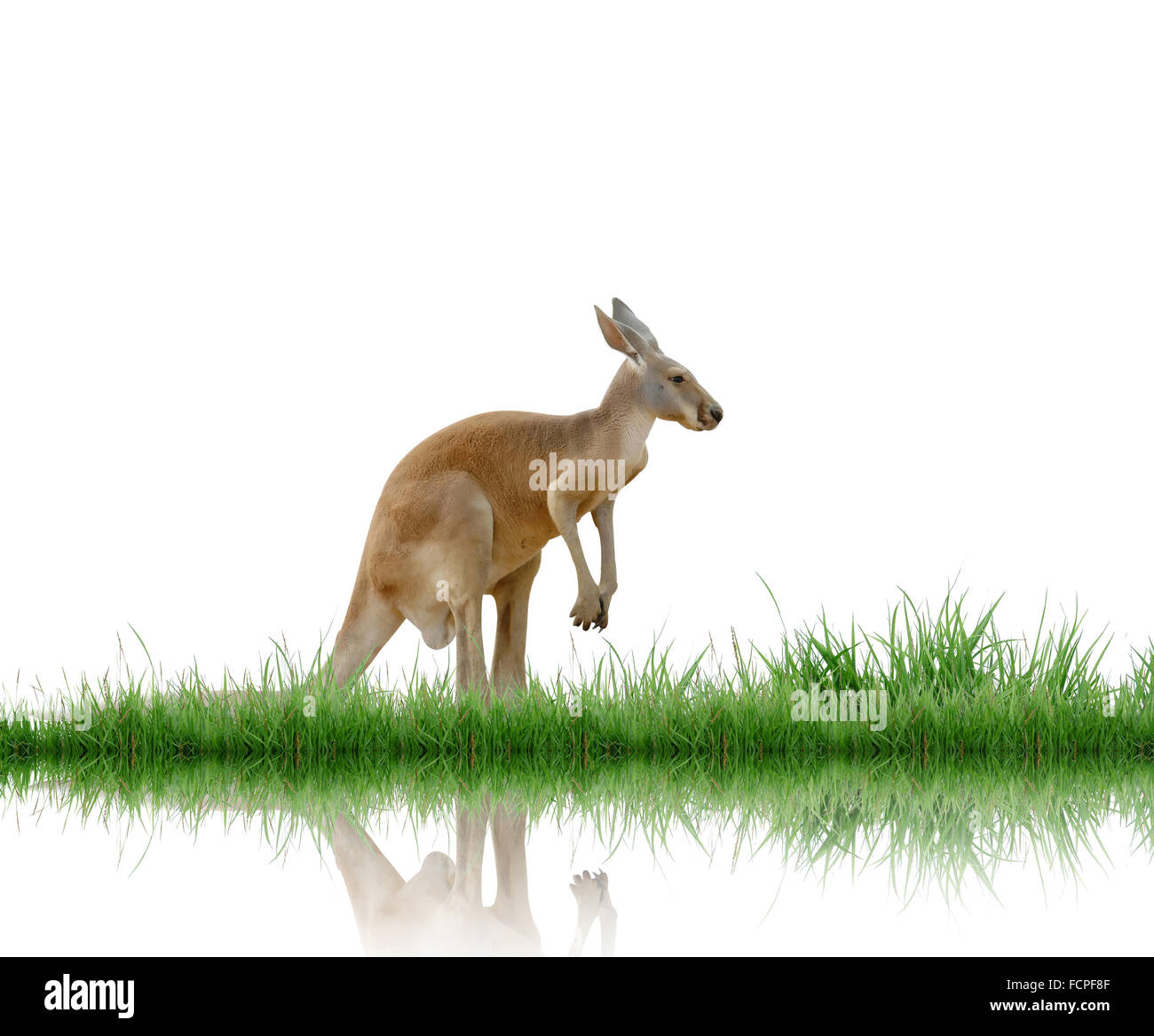 Kangaroo Isolated Looking Up High Resolution Stock Photography and ...