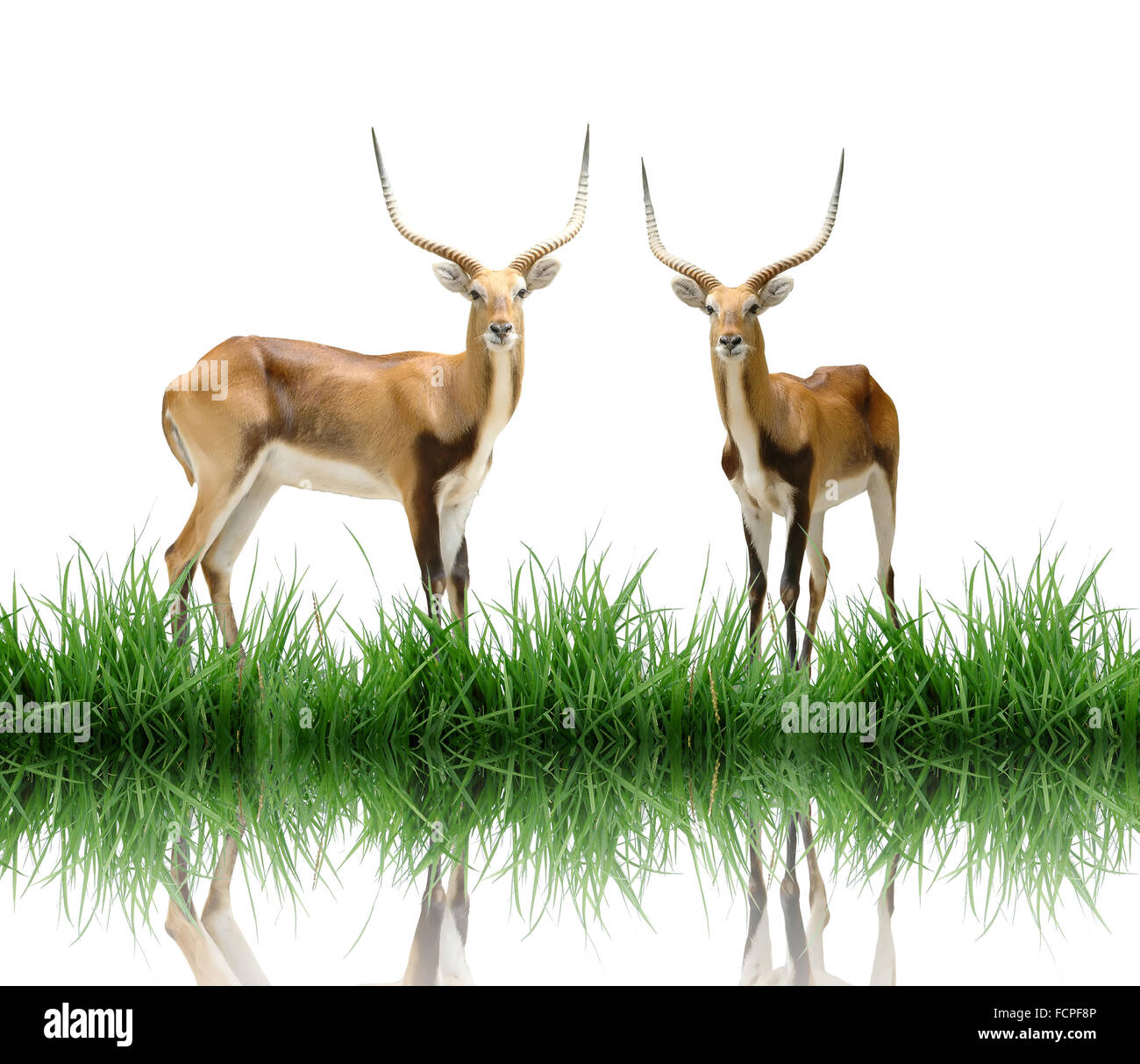 red lechwe with green grass isolated Stock Photo - Alamy