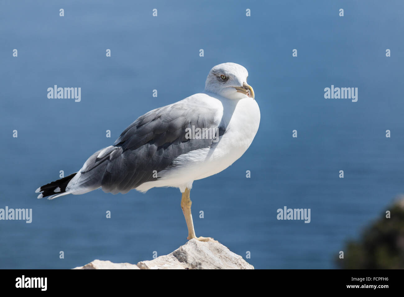 one seagull side view Stock Photo - Alamy