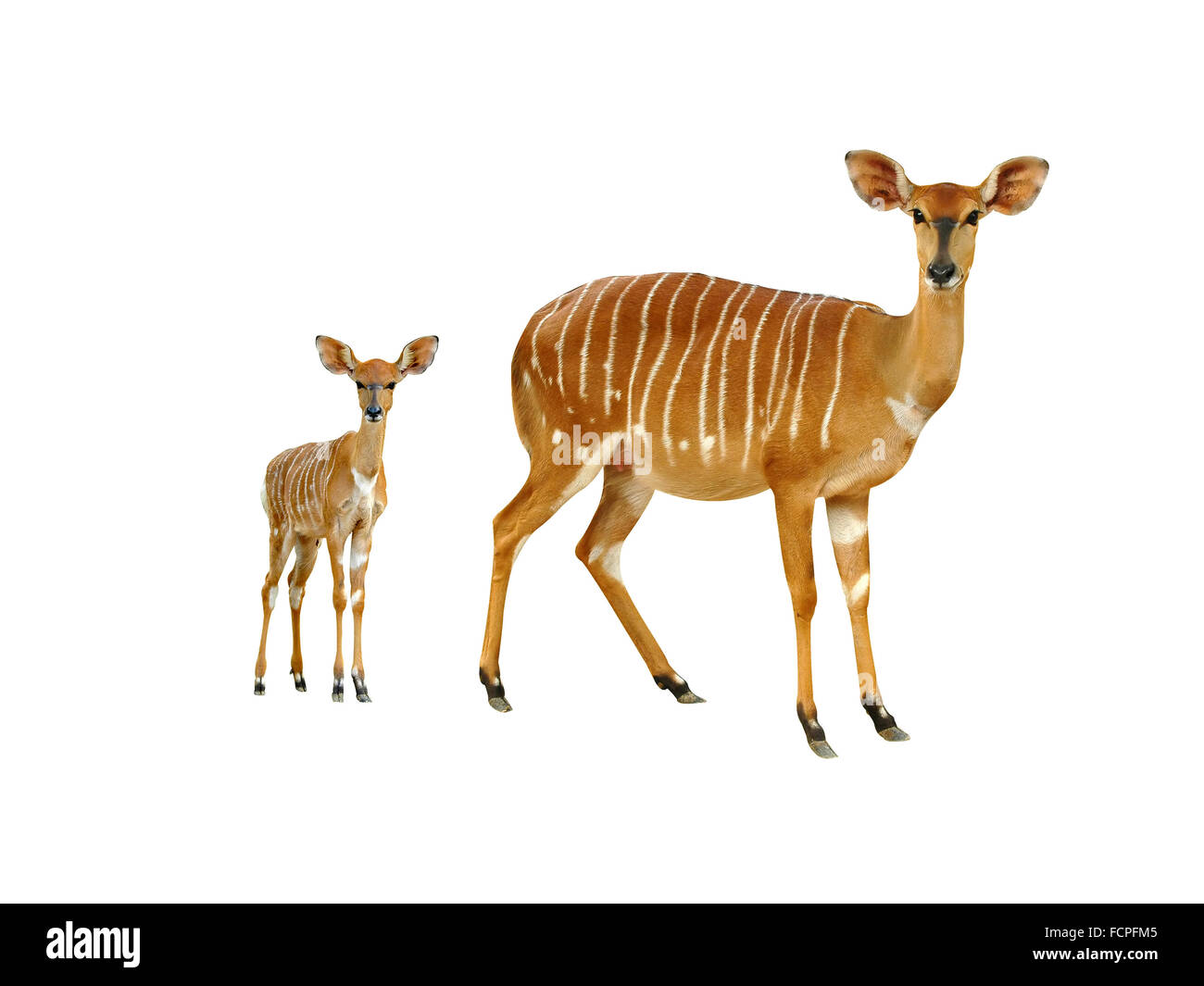 Nyala antelope african savanna hi-res stock photography and images - Alamy