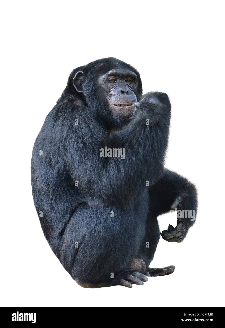 Chimpanzee hi-res stock photography and images - Alamy