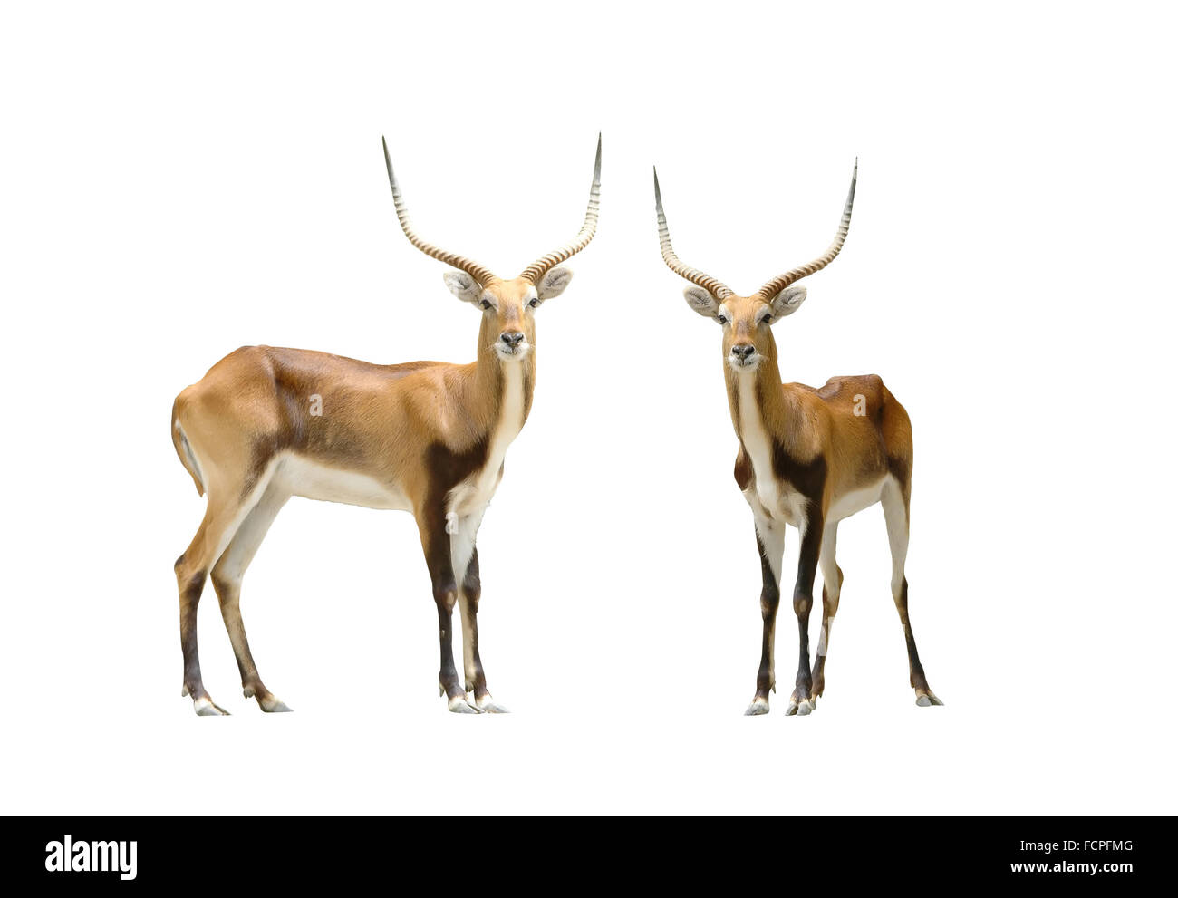 Male lechwe hi-res stock photography and images - Alamy