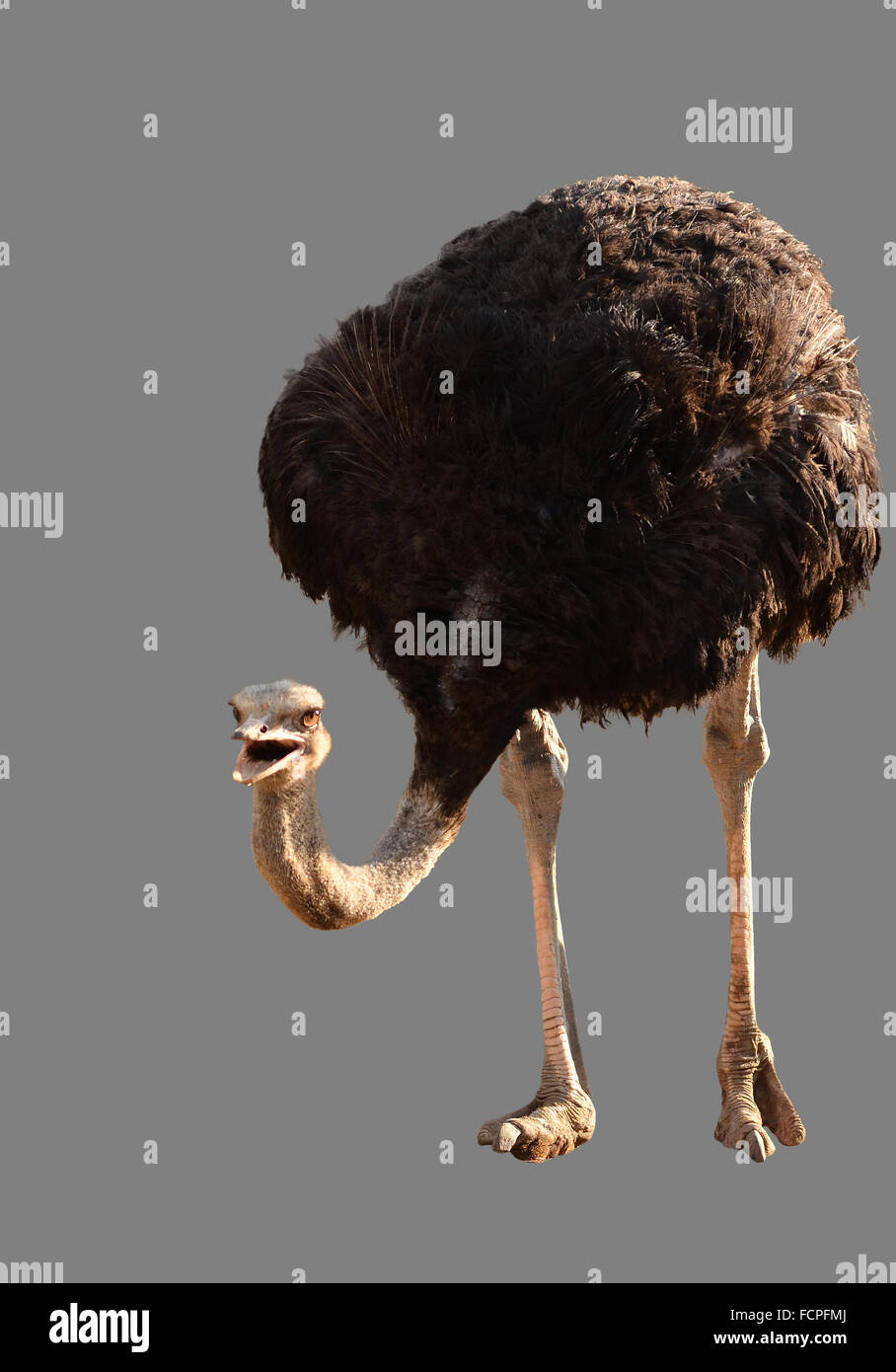 ostrich isolated on gray background Stock Photo - Alamy