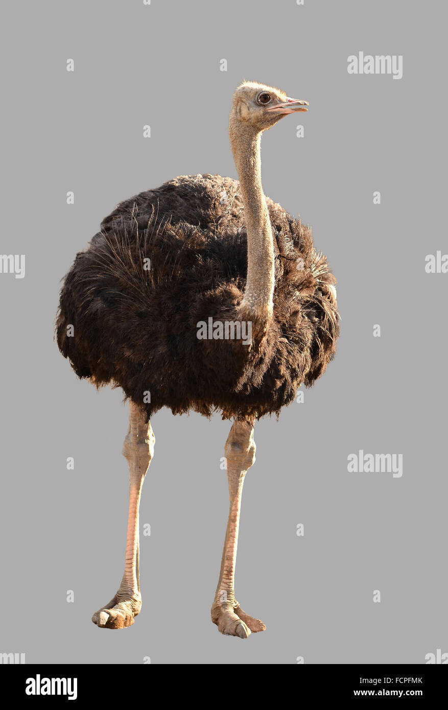 ostrich isolated on gray background Stock Photo - Alamy