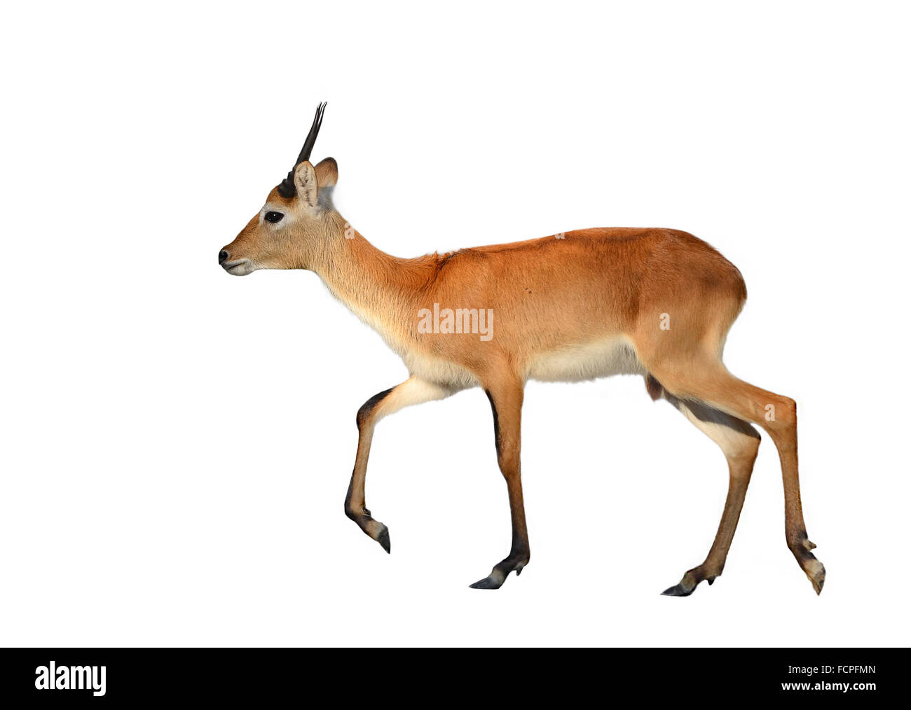 male red lechwe isolated on white background Stock Photo - Alamy