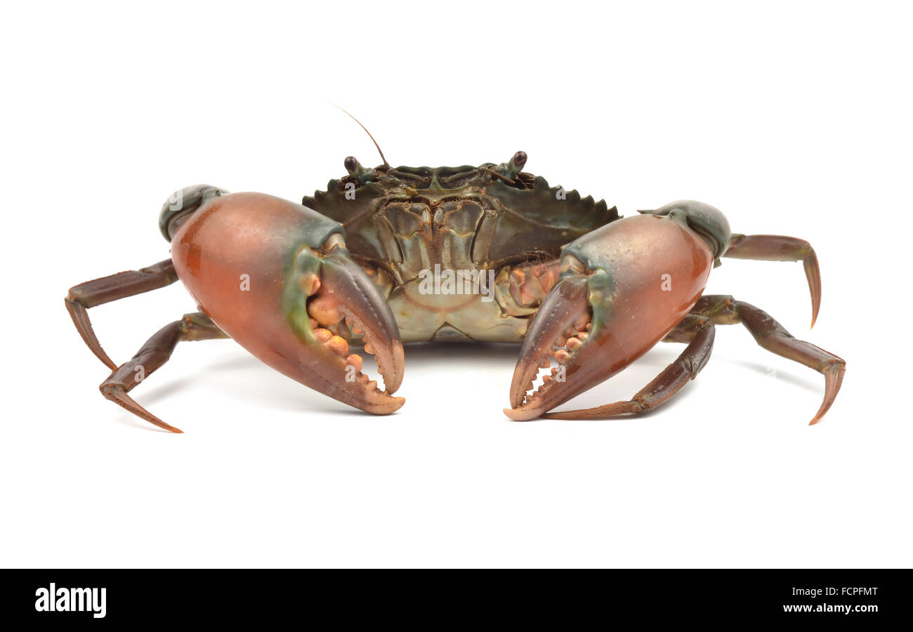 crab isolated on white background Stock Photo - Alamy