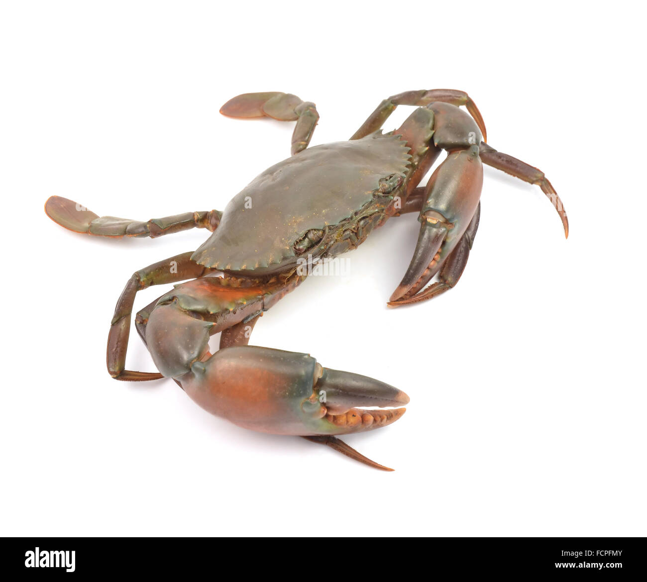 crab isolated on white background Stock Photo - Alamy